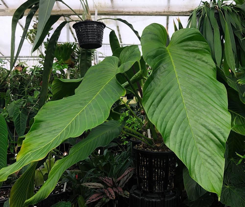 Giant Anthurium Species in Nature and Cultivation — Exotica Esoterica