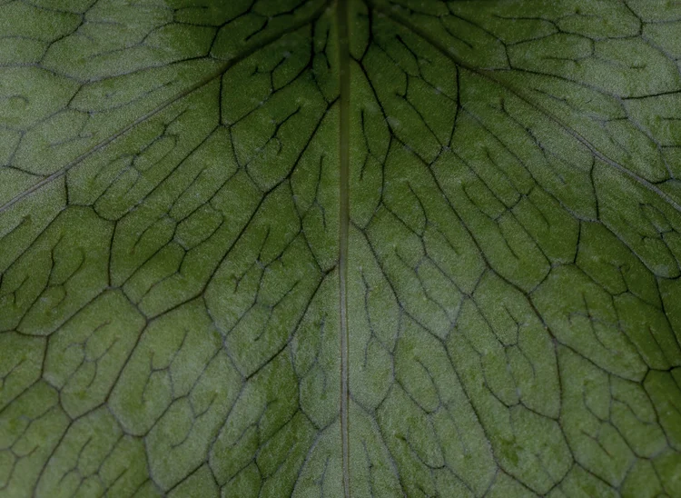 The Laua'e (Microsorum spectrum): the ecology, systematics, and ...