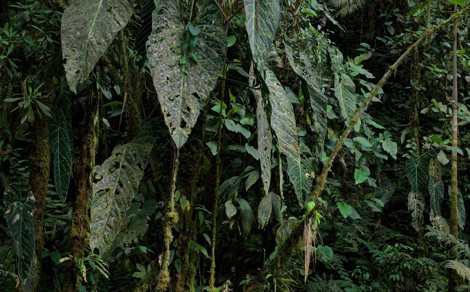Giant Anthurium Species in Nature and Cultivation — Exotica Esoterica