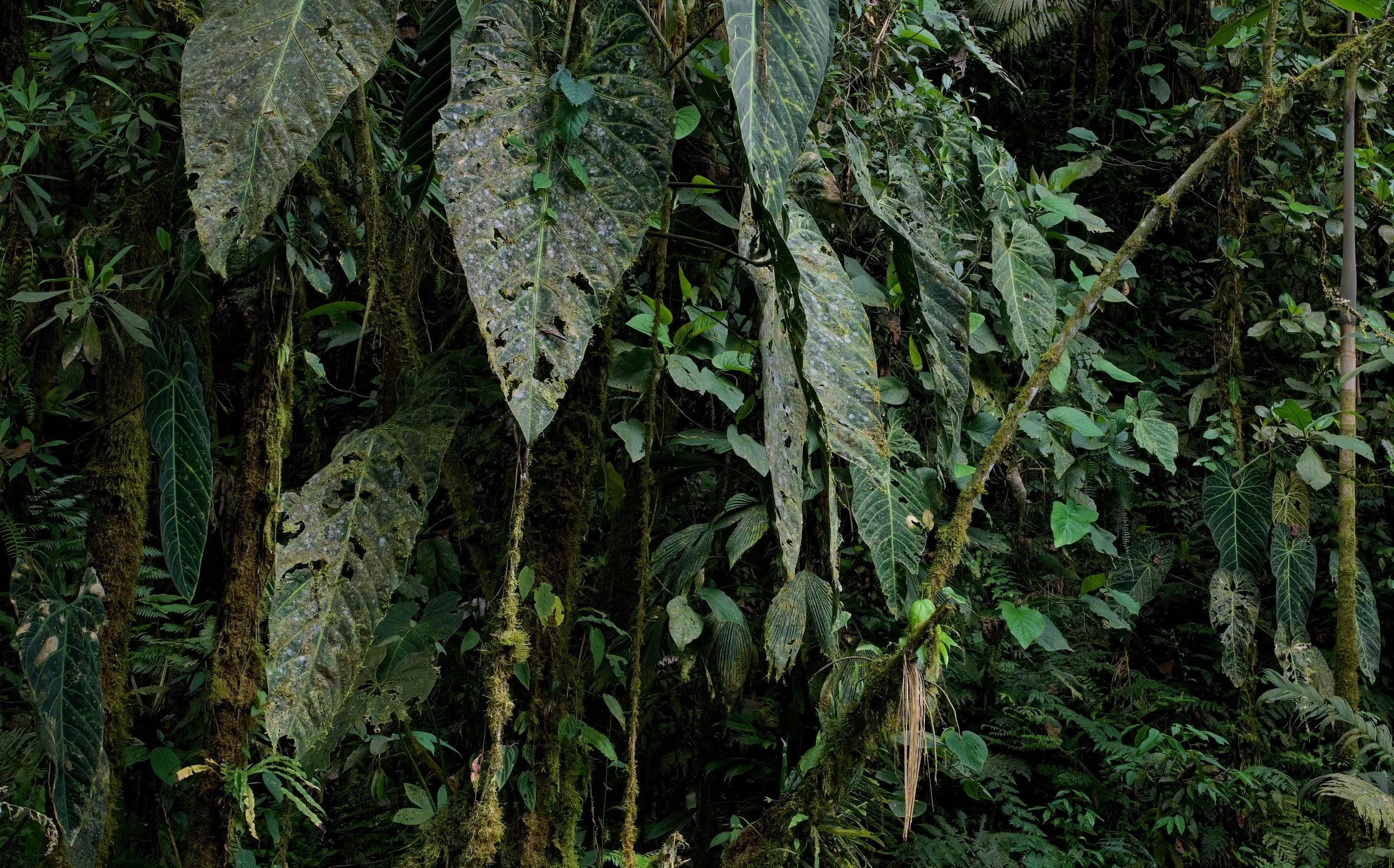 Giant Anthurium Species in Nature and Cultivation — Exotica Esoterica