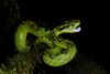 A close look at New World tropical pitvipers, including the most ...