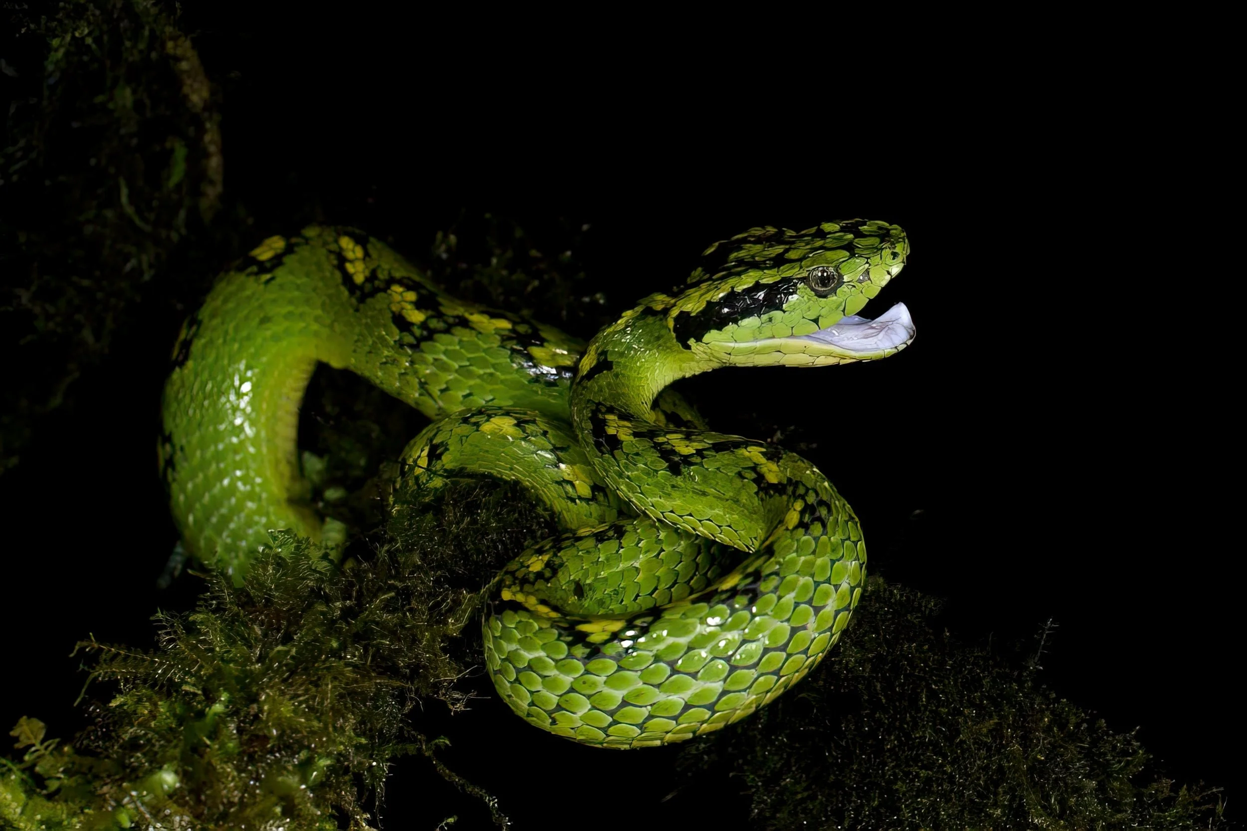 A close look at New World tropical pitvipers, including the most ...