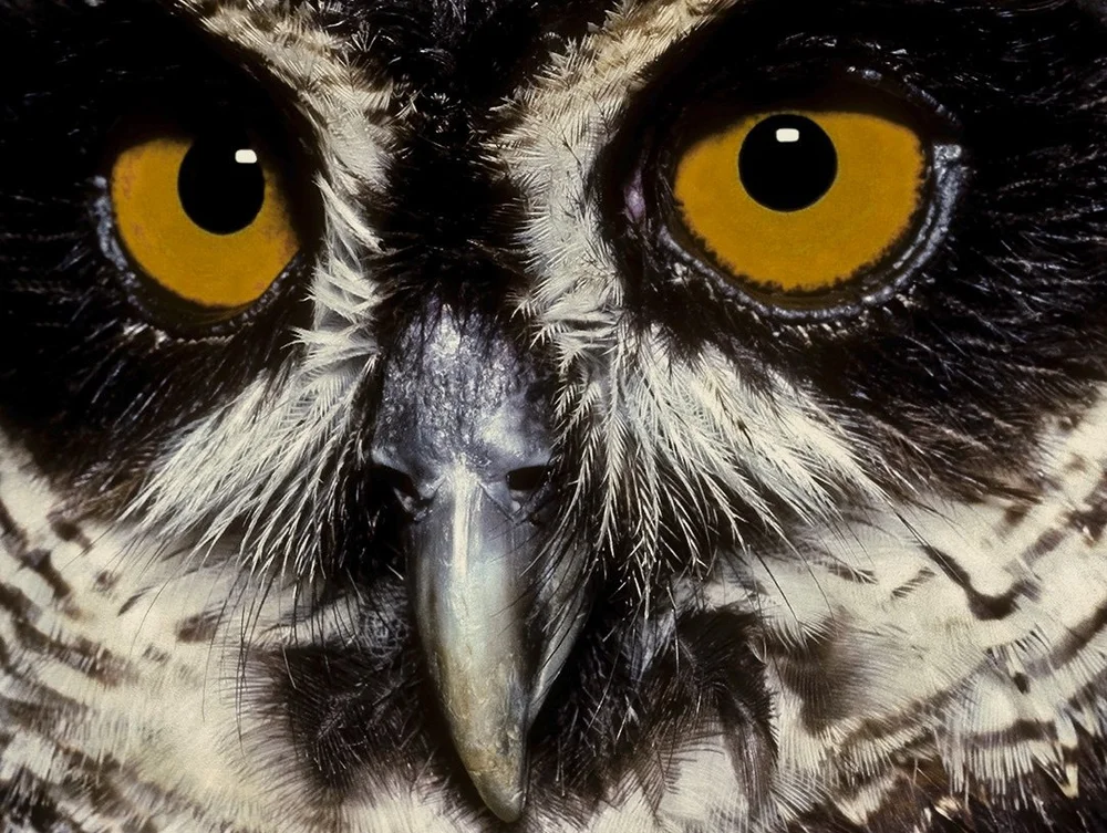 Notes on Spectacled Owls (Pulsatrix perspicillata) — Exotica Esoterica