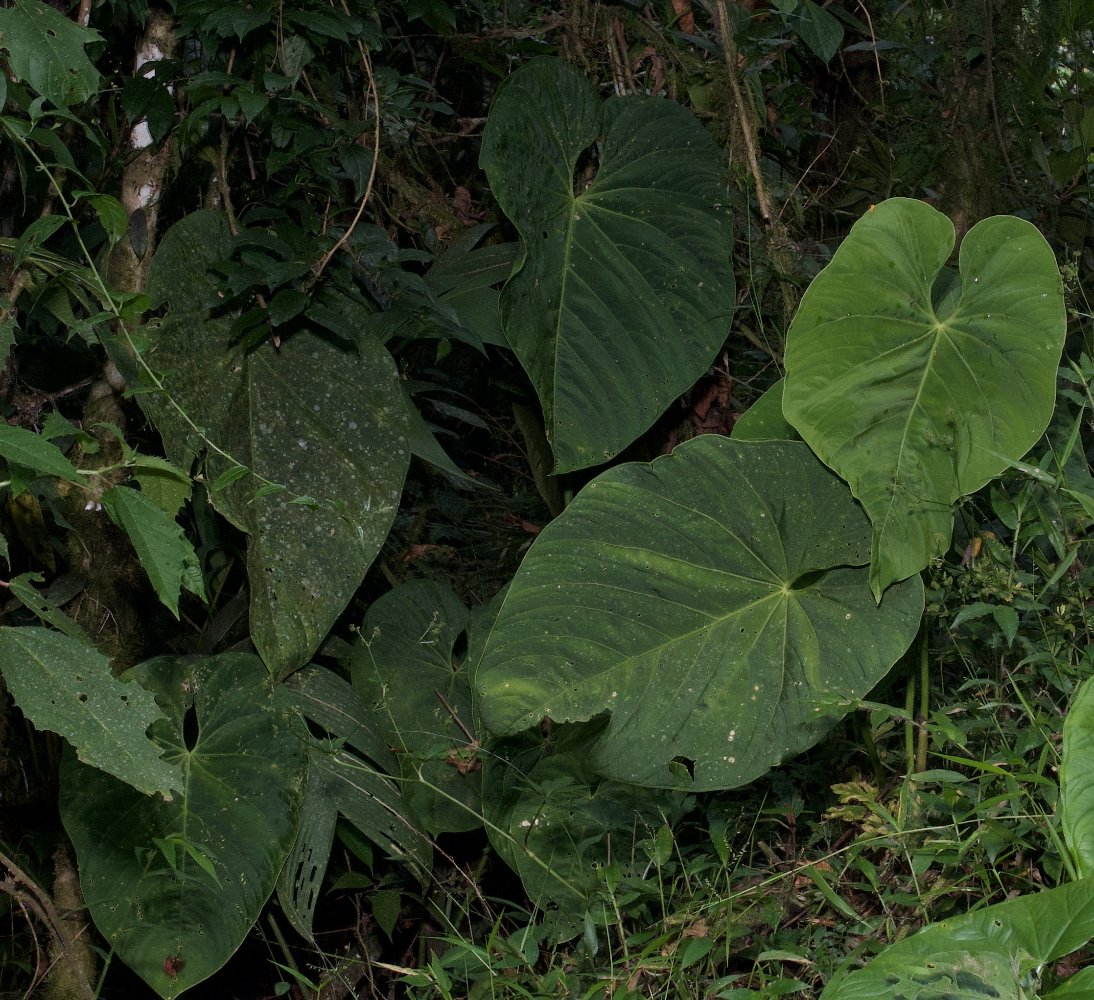 Velvet leaf anthuriums in cultivation by Jay Vannini — Exotica Esoterica