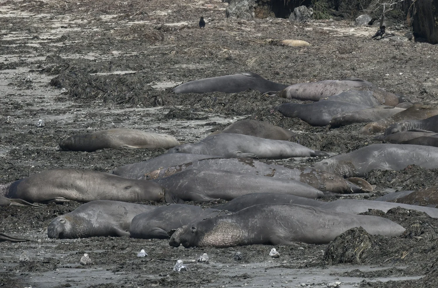 Northern elephant seals, Mirounga angustirostris, at Año Nuevo State ...