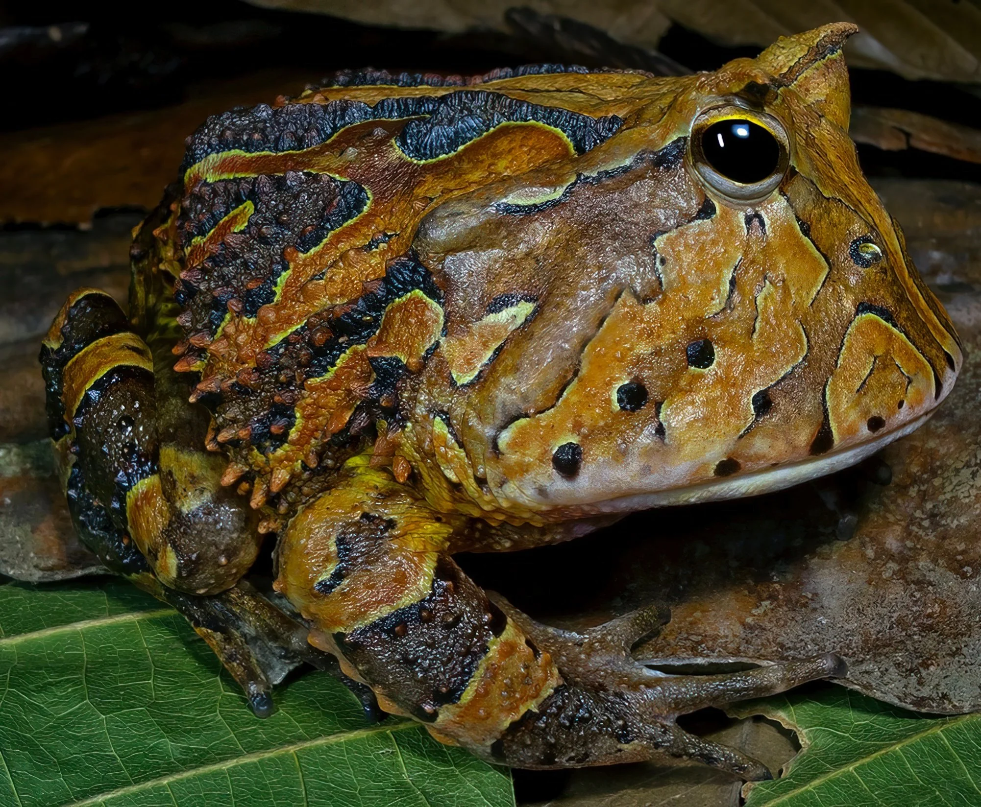Cannibal Frogs: Horned Frogs, Darth Vaders & Dragons — Exotica Esoterica