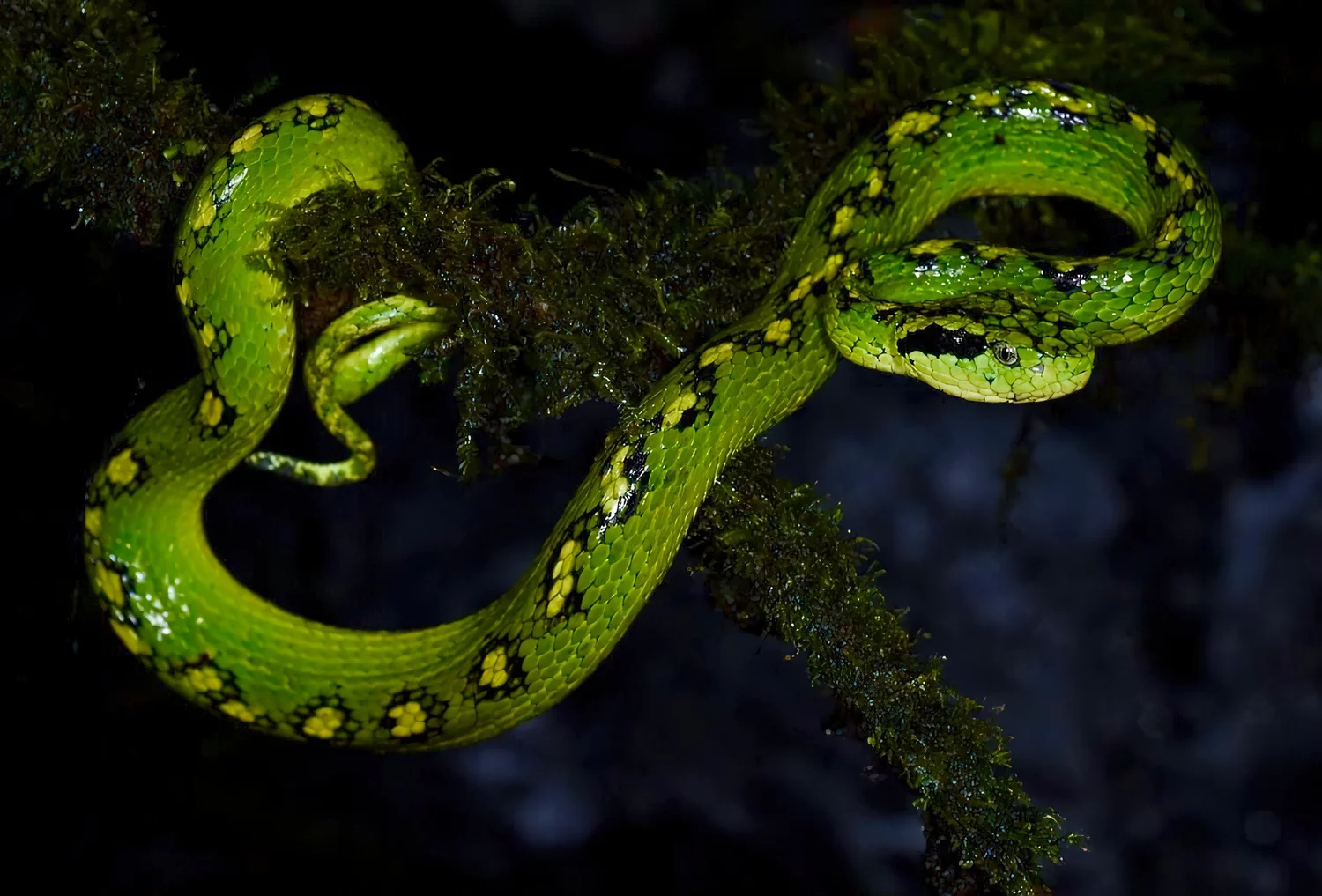 Contemporary snake dancing in El Baile de los Mexicanos in the western ...