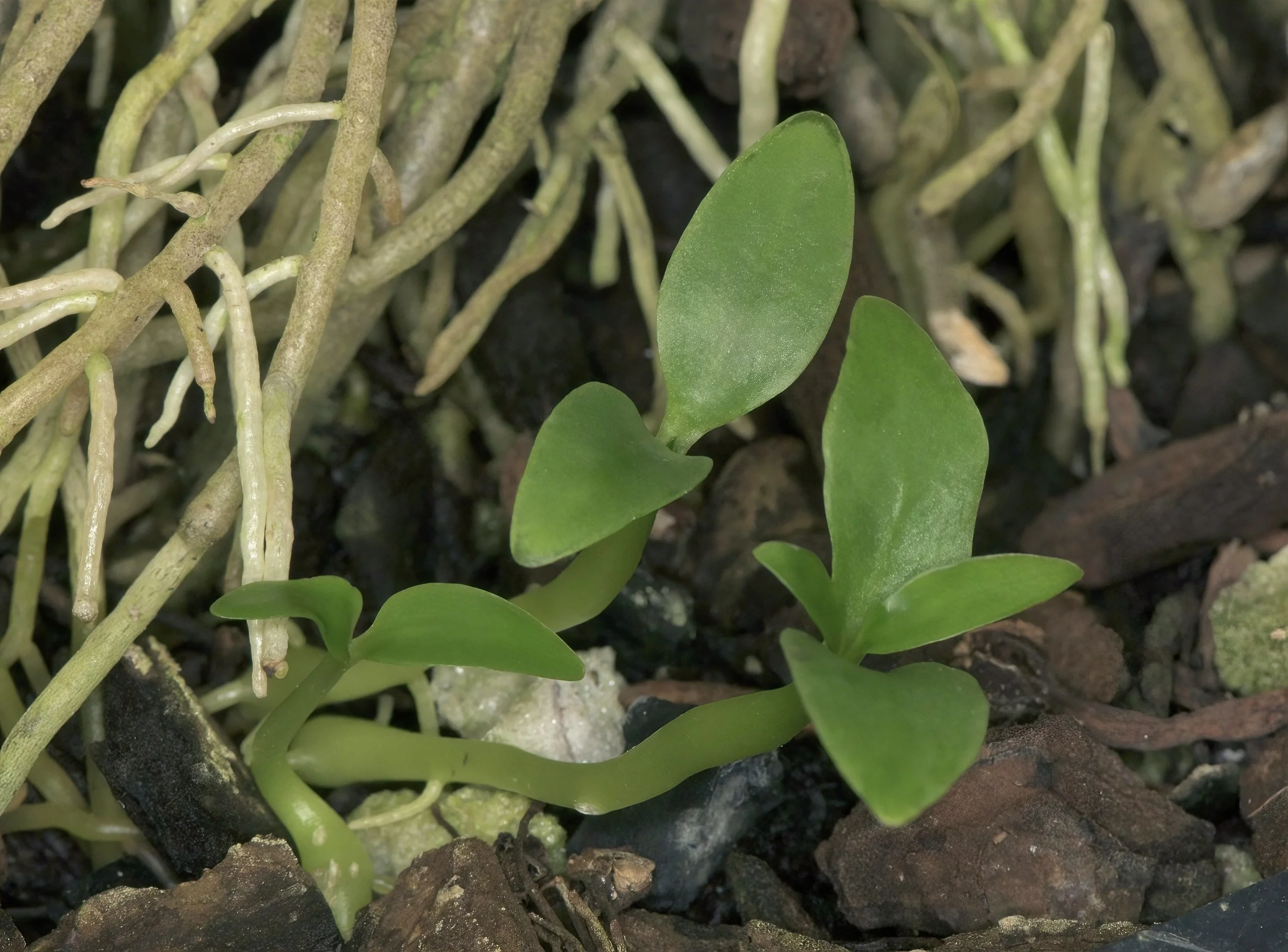 Squamellarias: The Natural History & Cultivation of Fijian Tree ...