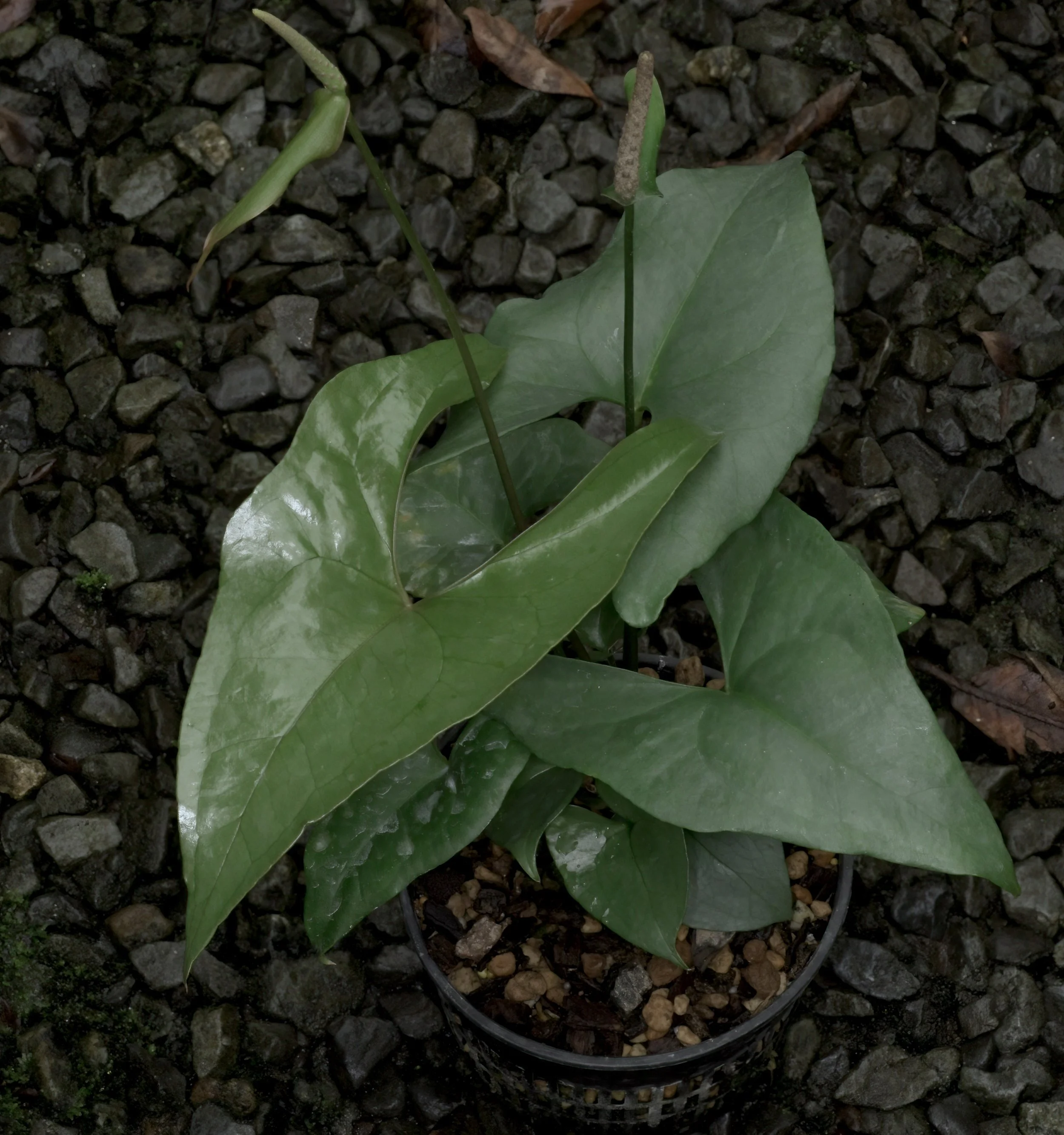 Anthurium diabloense and close relatives — Exotica Esoterica