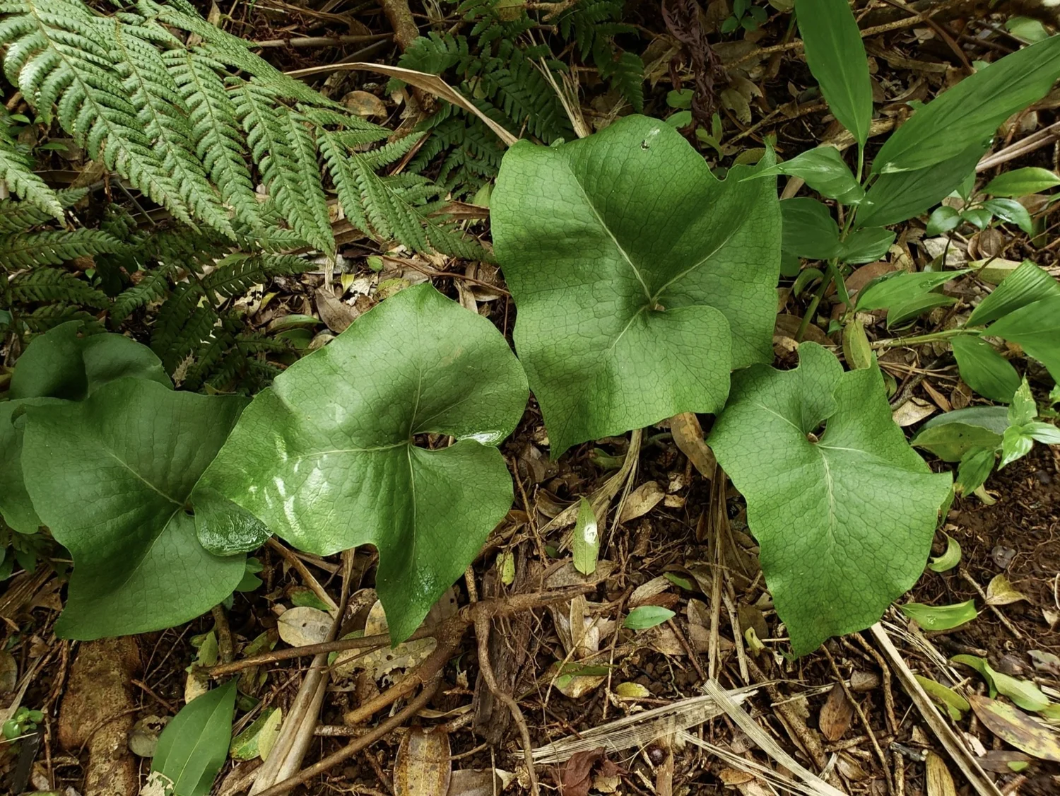 The Laua'e (Microsorum spectrum): the ecology, systematics, and ...