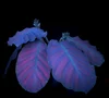 Ultraviolet Fluorescence in Plants - Light in the Fast Lane — Exotica ...