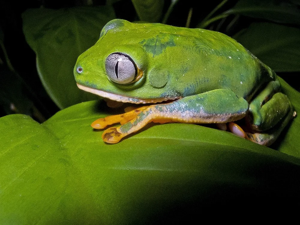 Amazonian Monkey Frogs and kambo — Exotica Esoterica