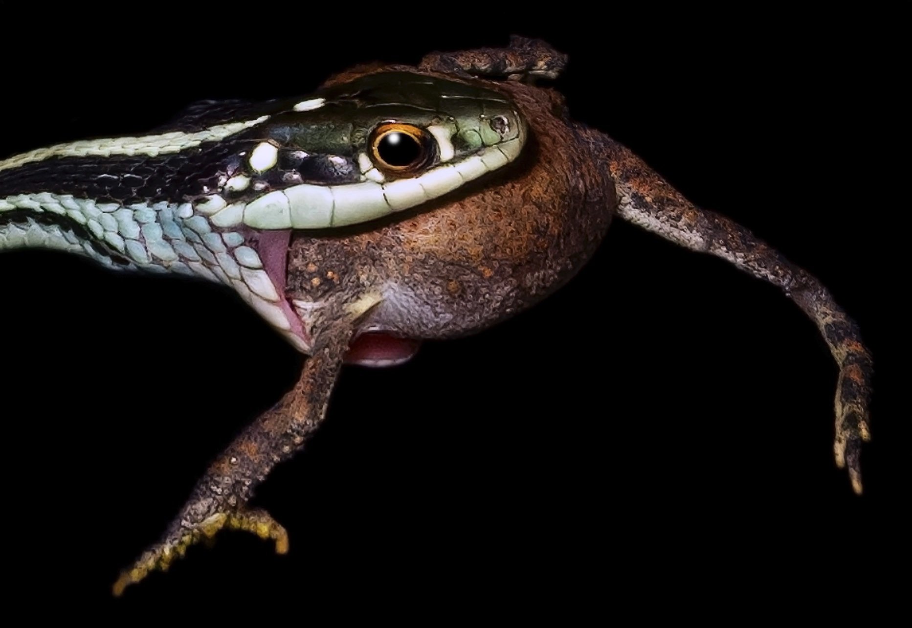 A Western Ribbonsnake in North Texas. — Exotica Esoterica