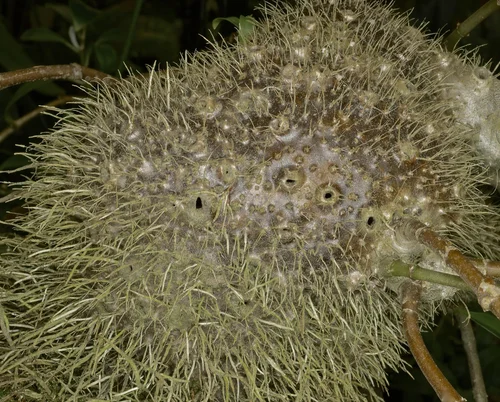 Squamellarias: The Natural History & Cultivation of Fijian Tree ...