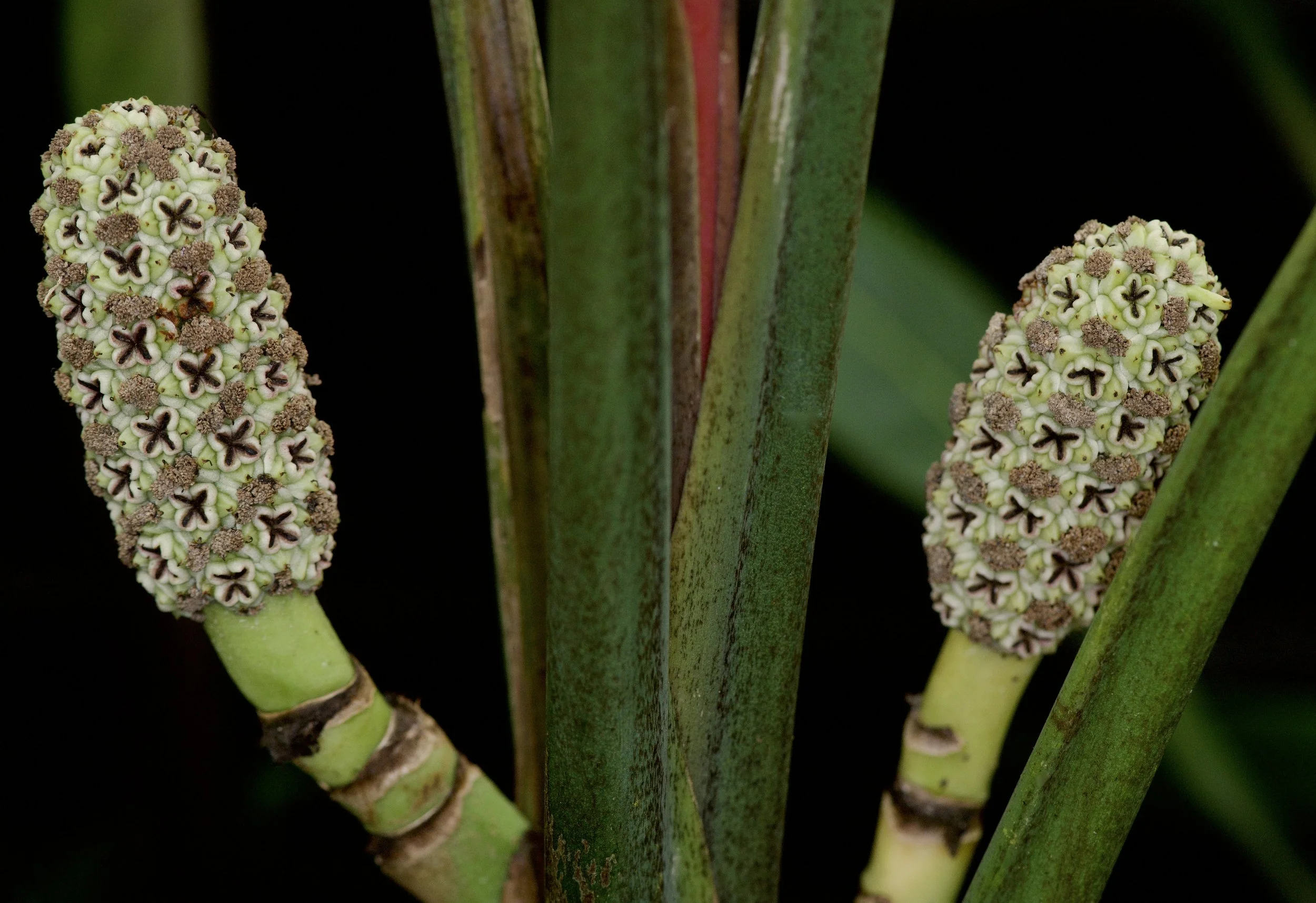 Learn about cyclanths (Cyclanthaceae) in nature and cultivation, their ...