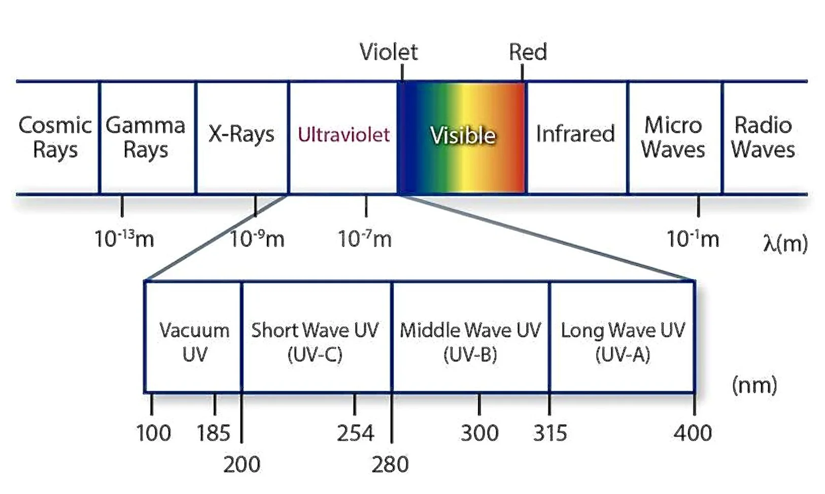 Ultraviolet Fluorescence in Plants - Light in the Fast Lane — Exotica ...