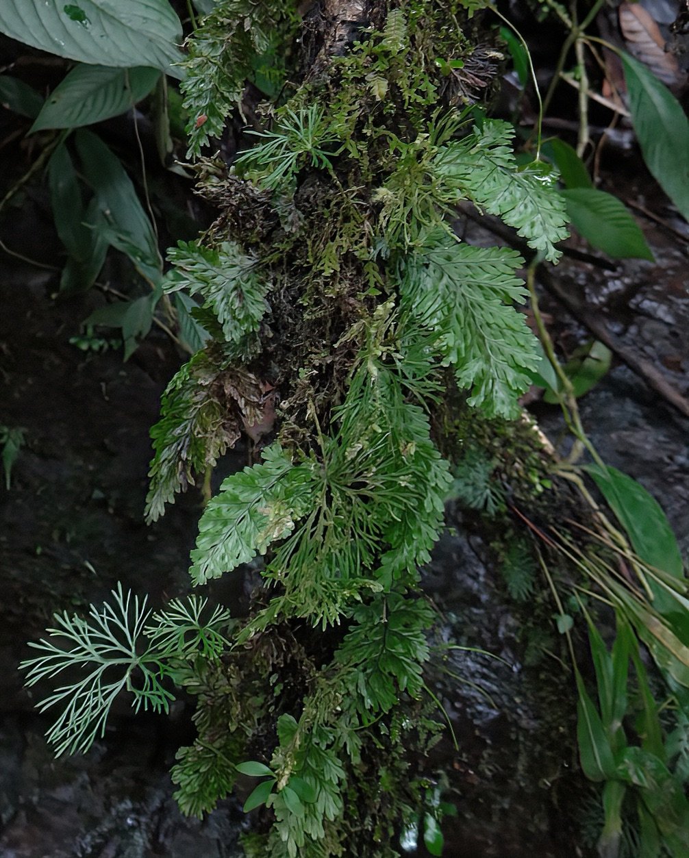 Growing filmy ferns (Hymenophyllaceae: Trichomanes and Hymenophyllum ...