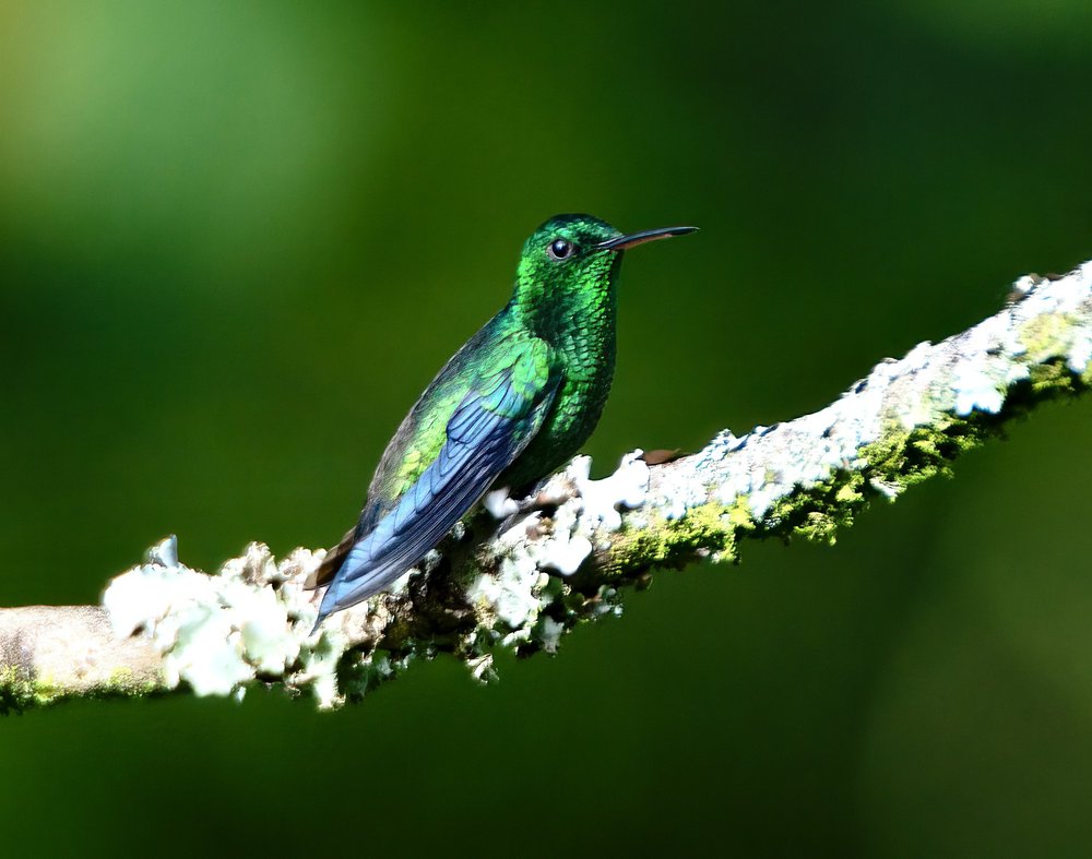 Understanding Depth of Field in Nature Photography — Exotica Esoterica