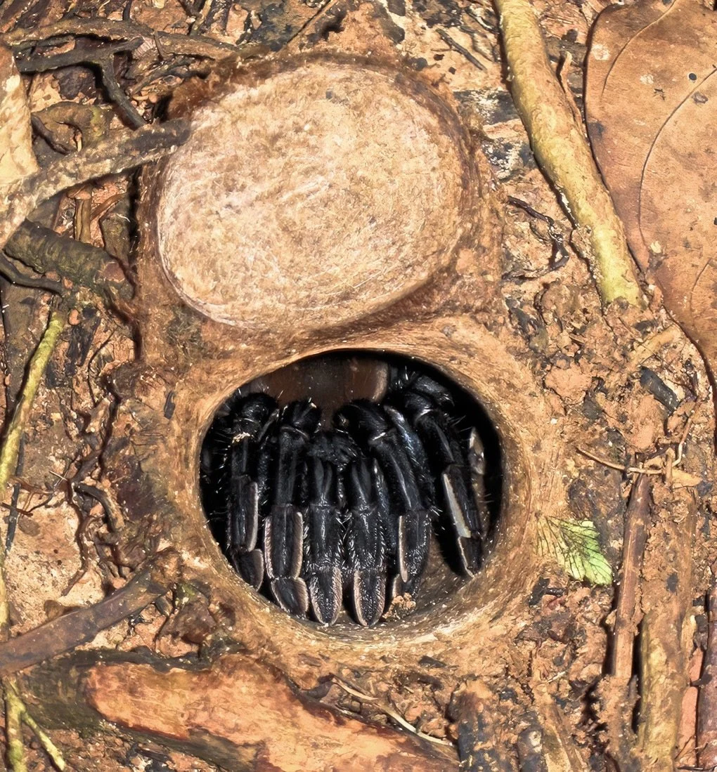 Jay Vannini and friends' close encounters with many remarkable spider ...
