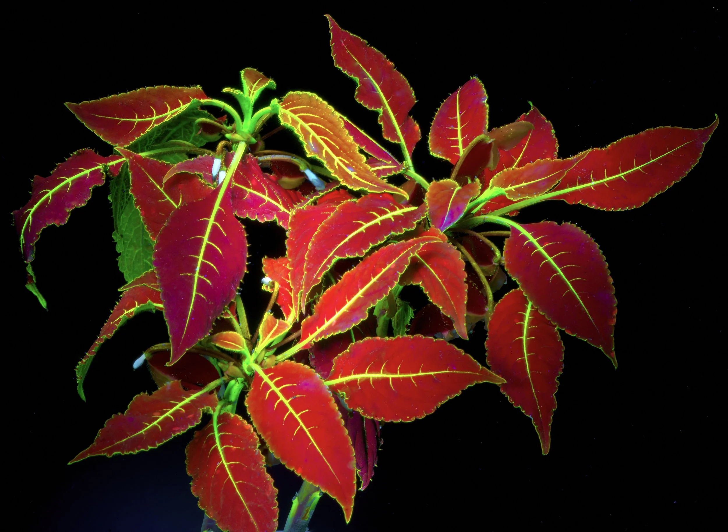 Ultraviolet Fluorescence in Plants - Light in the Fast Lane — Exotica ...