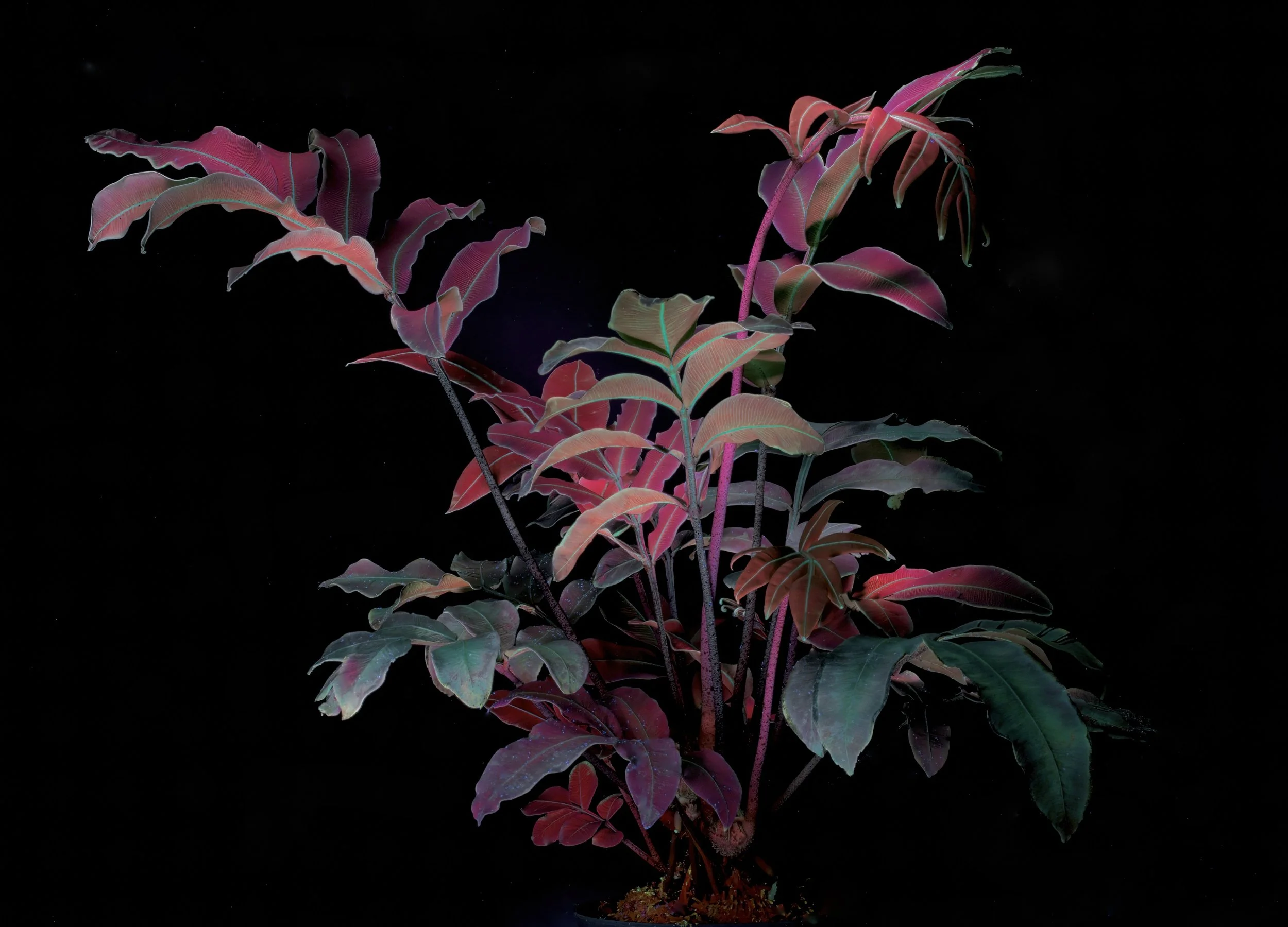 Ultraviolet Fluorescence in Plants - Light in the Fast Lane — Exotica ...