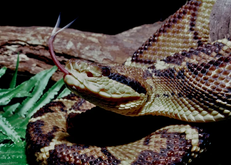 A close look at New World tropical pitvipers, including the most ...
