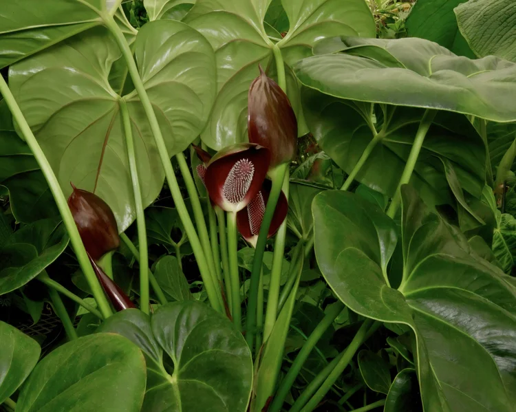 Floral Anthurium hybridization, history and cultivation by Jay Vannini ...