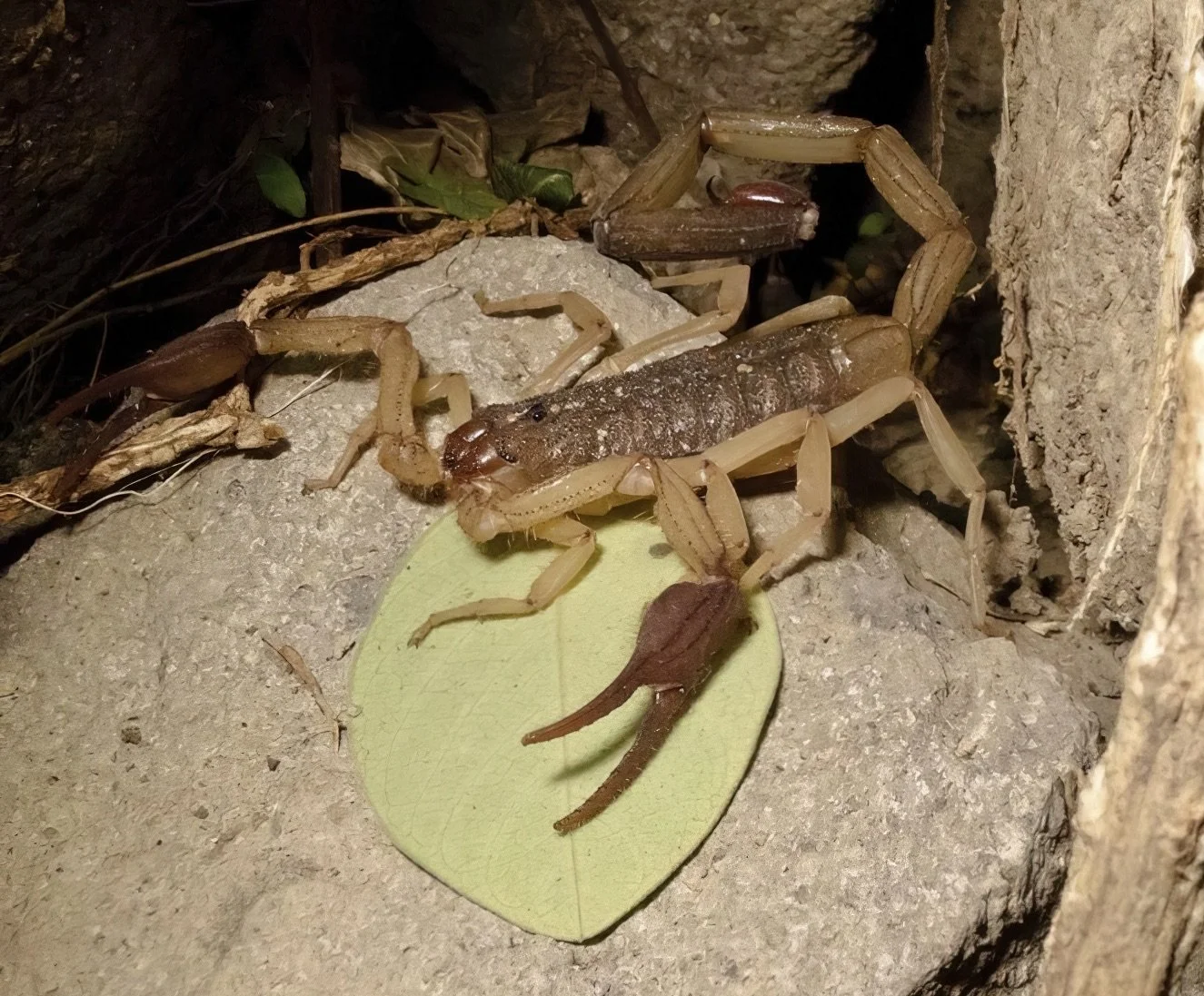 Bill Lamar searches for Tarantulas, Scorpions and Bullet Ants in the ...
