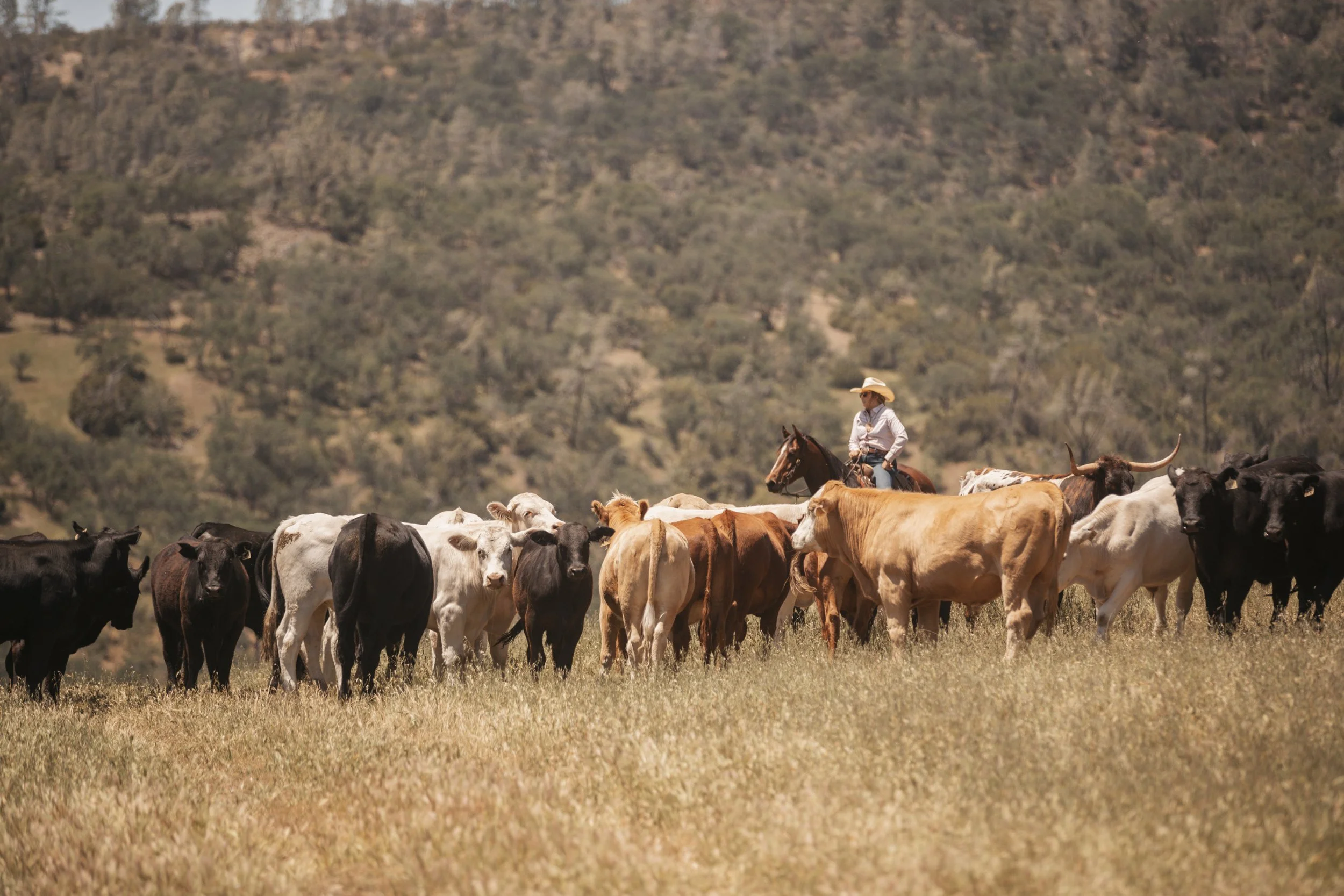 V6 Ranch Calendar of Rides and Events — V6 Ranch - Authentic California ...