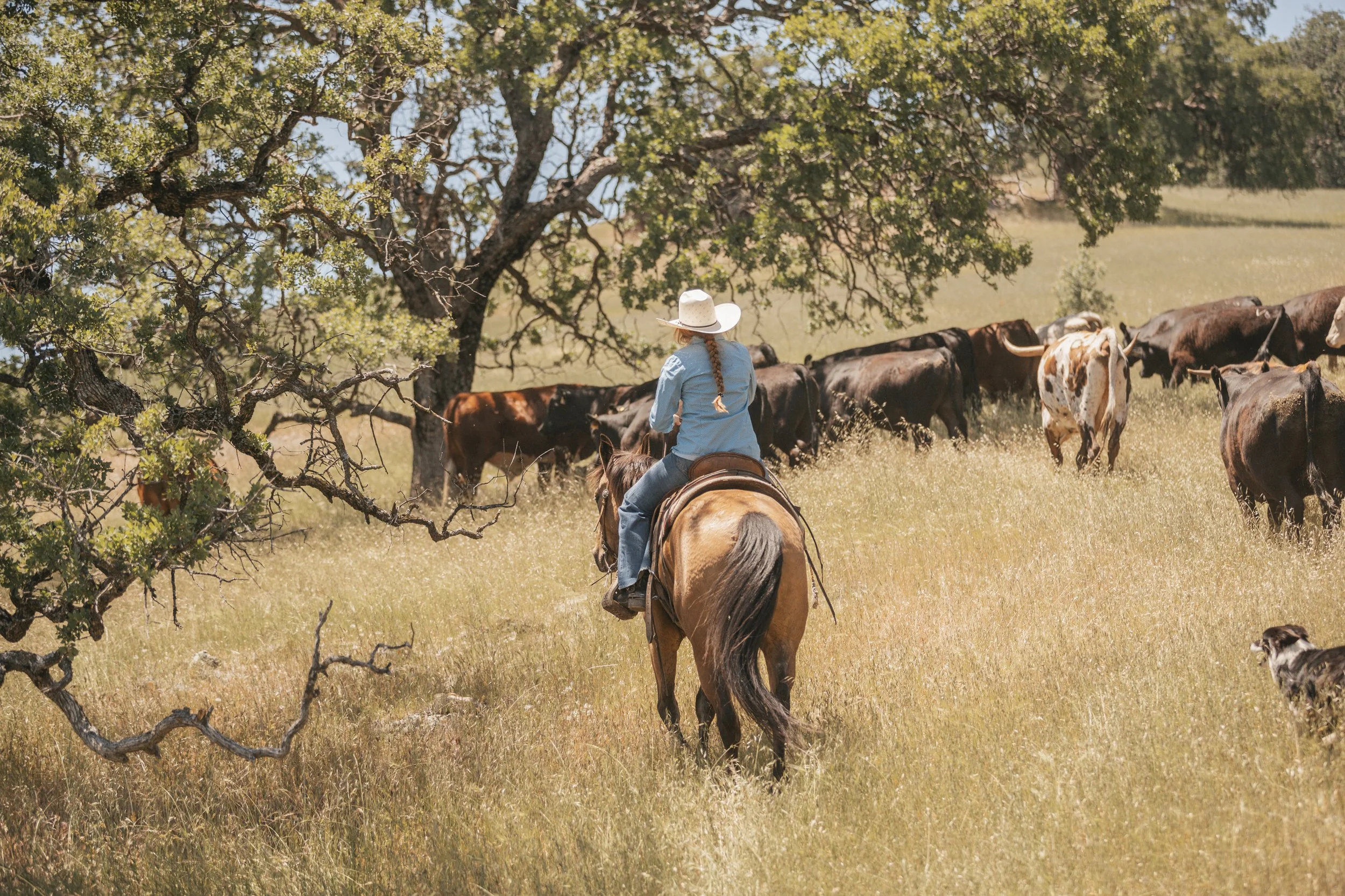 V6 Dude Ranch Getaway — V6 Ranch - Authentic California Ranch Experiences