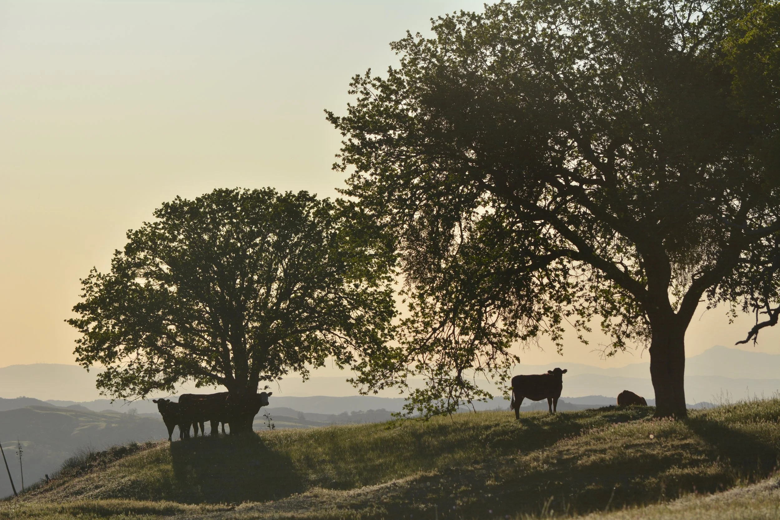 About the V6 Ranch — V6 Ranch