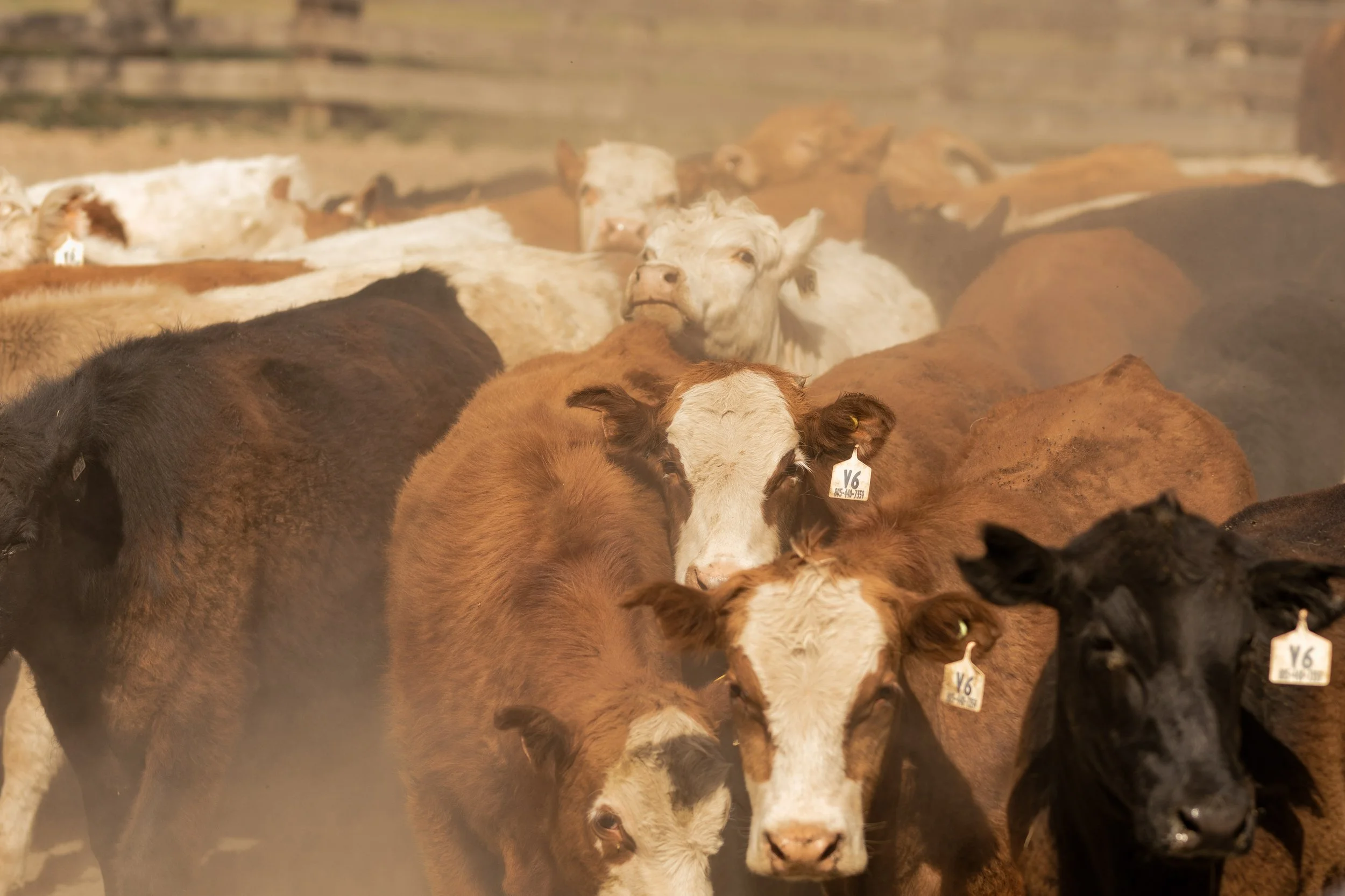 V6 Ranch Calendar of Rides and Events — V6 Ranch