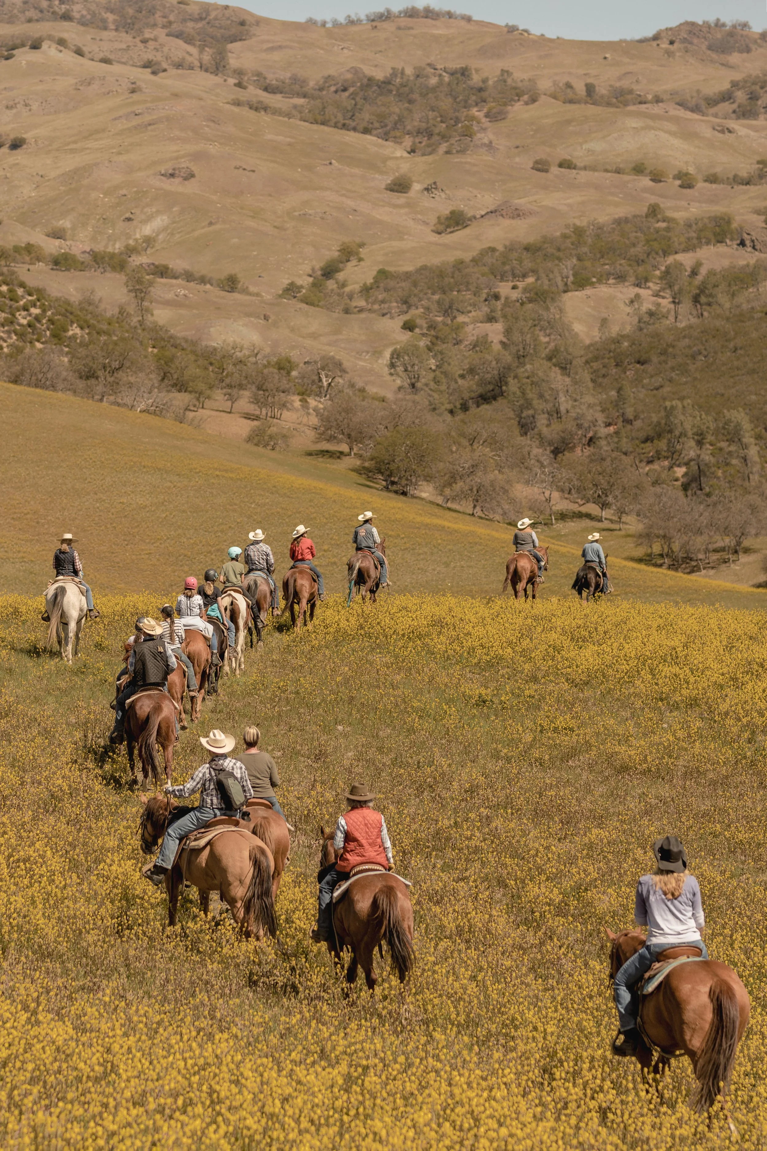 Our Horses — V6 Ranch