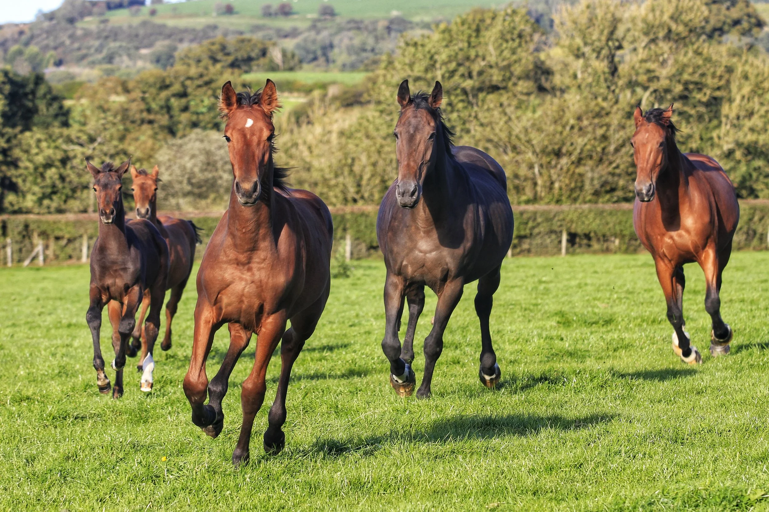 Builth Wells Veterinary Practice