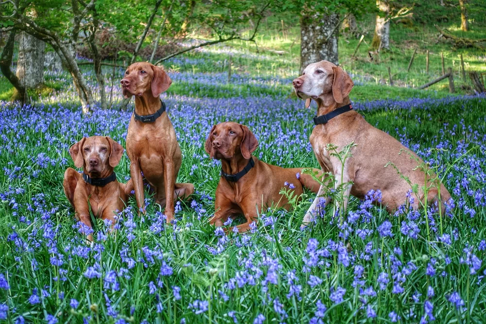 Builth Wells Veterinary Practice