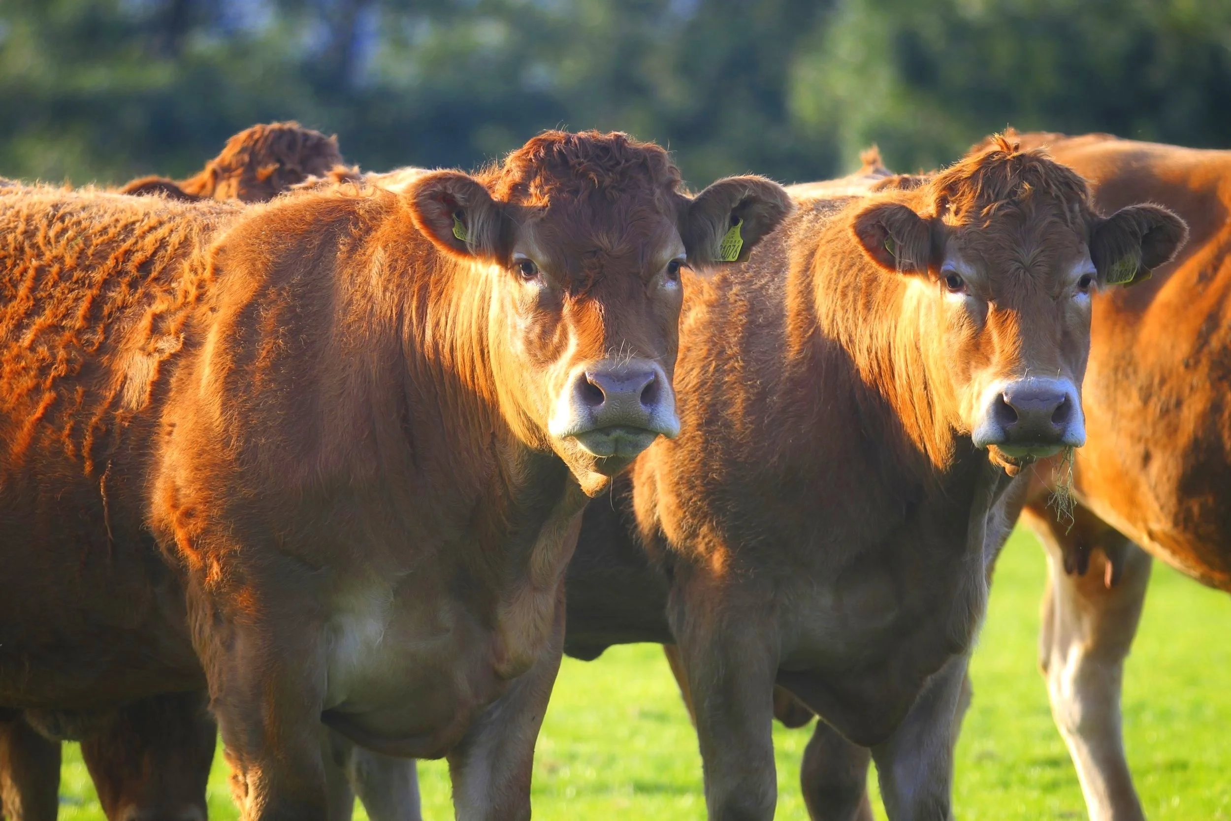 Builth Wells Veterinary Practice