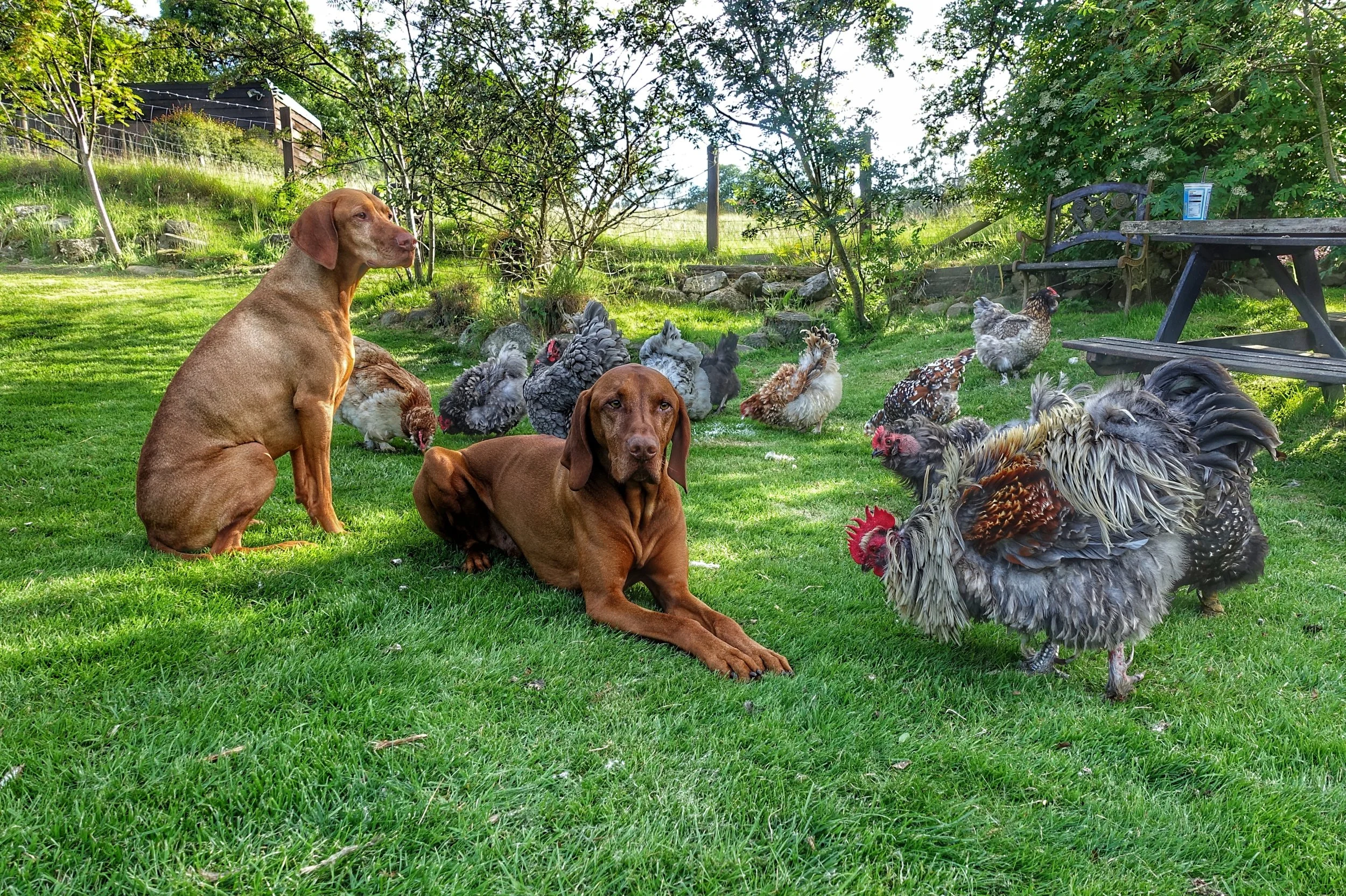 Builth Wells Veterinary Practice