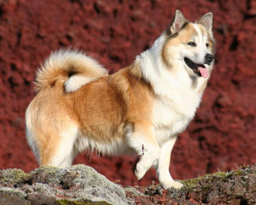 Icelandic Sheepdog Association of America