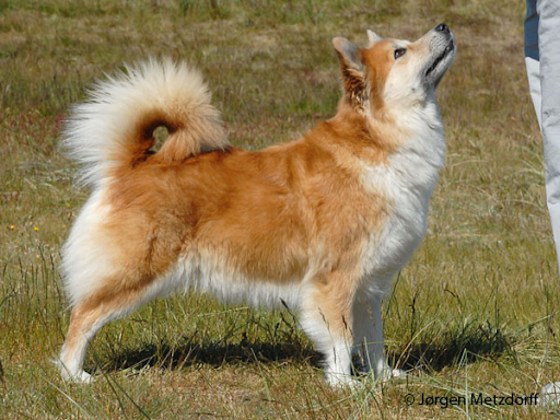 Icelandic Sheepdog Association of America
