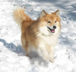 Icelandic Sheepdog Association of America