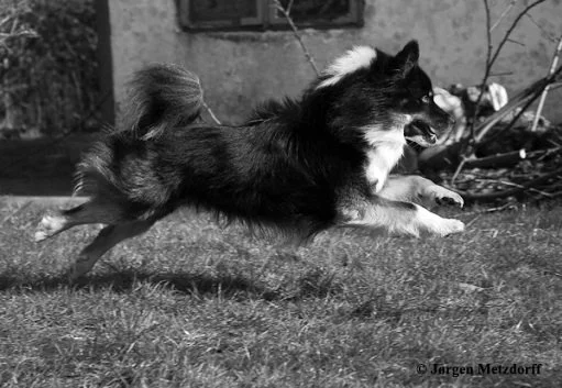 Icelandic Sheepdog Association of America