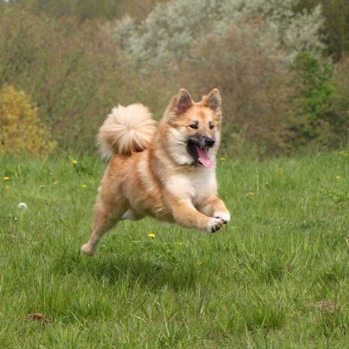 Overview — Icelandic Sheepdog Association of America