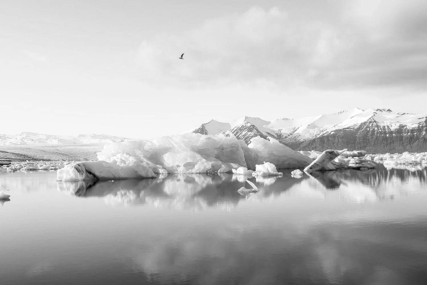 Icelandic Sheepdog Association of America