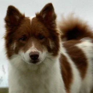 Icelandic Sheepdog Association of America