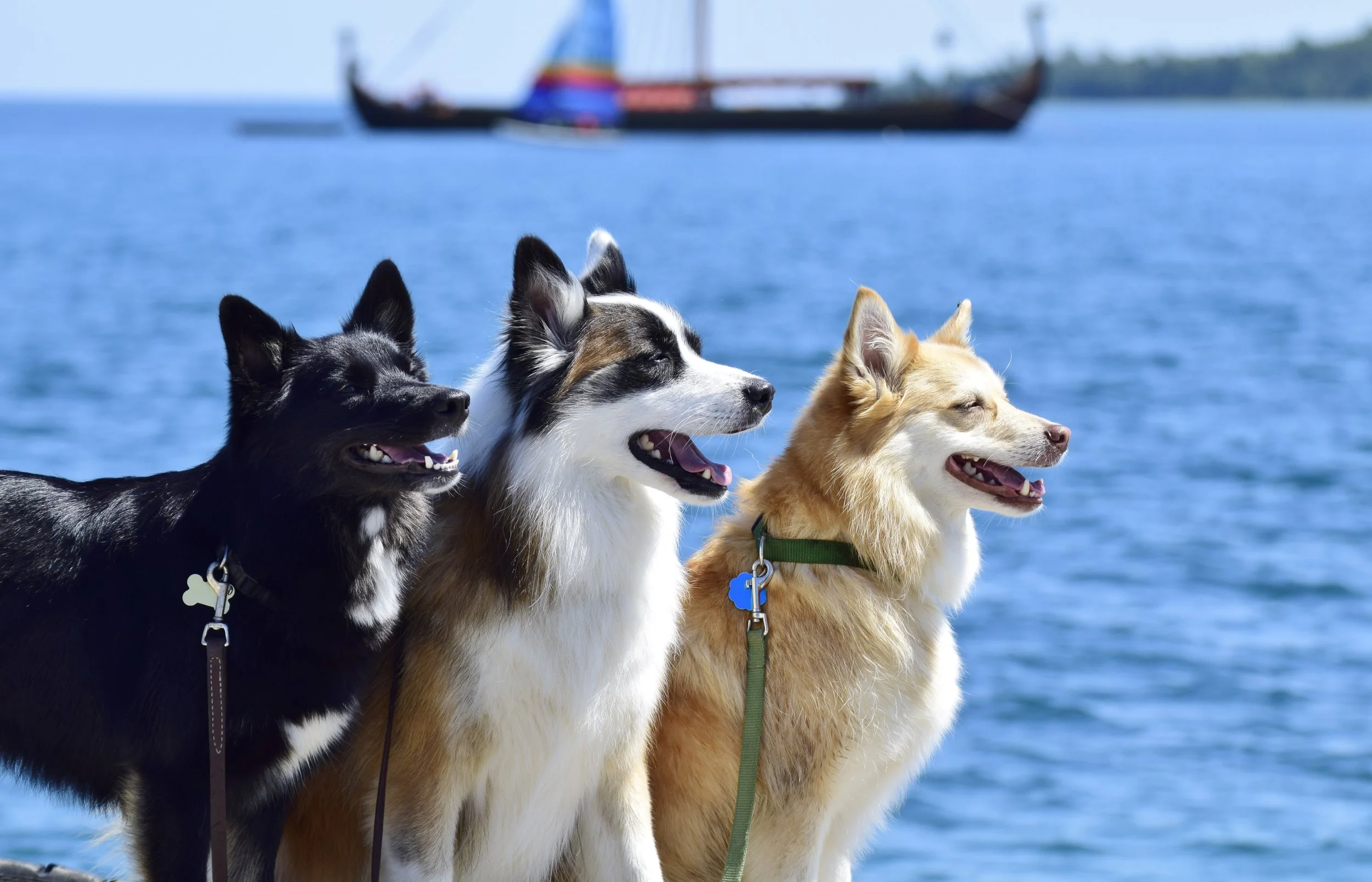 Breeder Directory — Icelandic Sheepdog Association of America