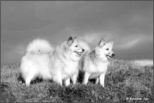 Icelandic Sheepdog Association of America