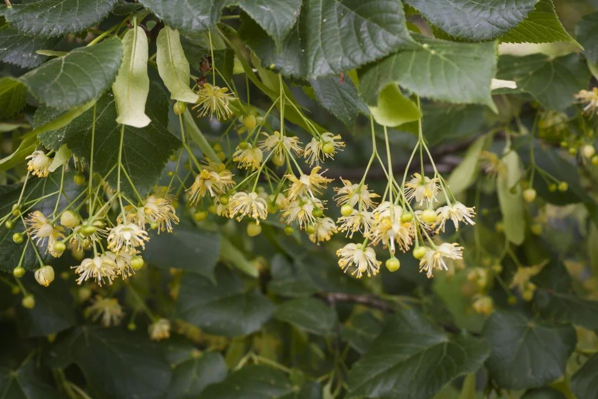 Linden - "Honey" of a Tree — Robin Rose Bennett