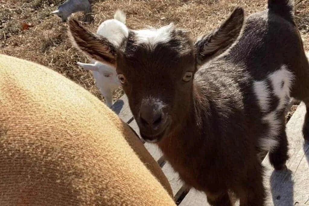 Urinary Calculi In Goats — Tri Oak Ranch