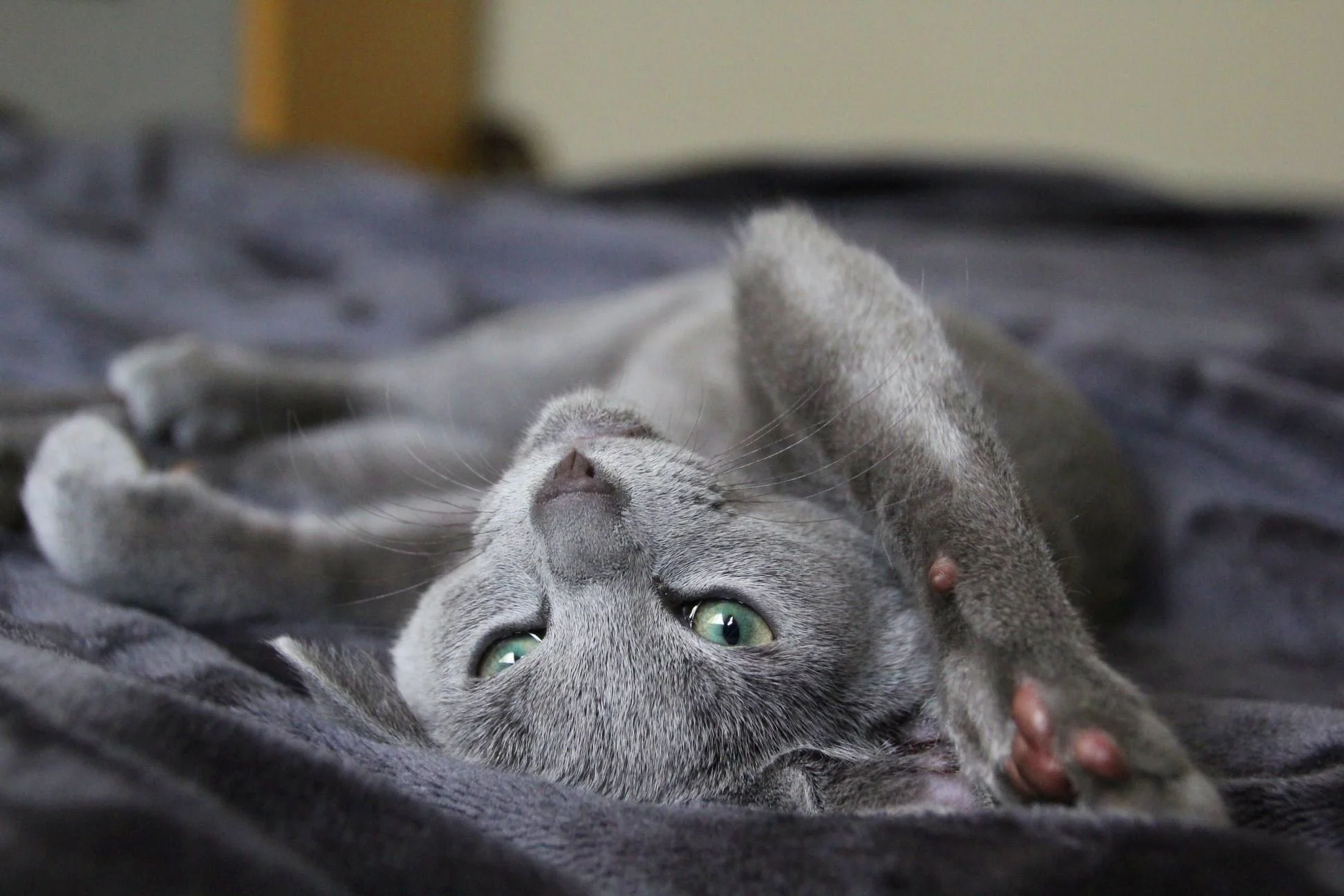 Windansea Cattery
