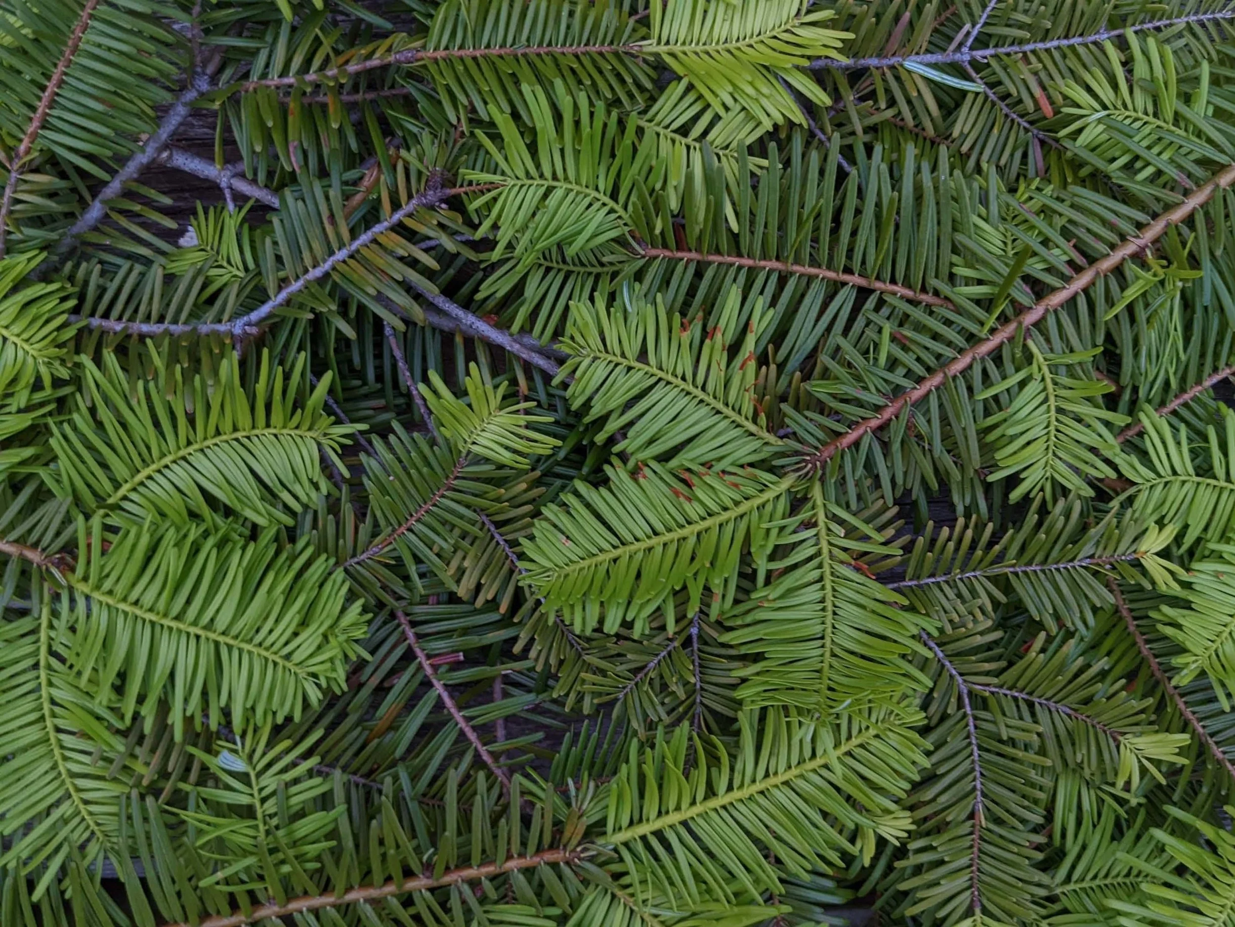 What does magnesium do? — Tall Tree